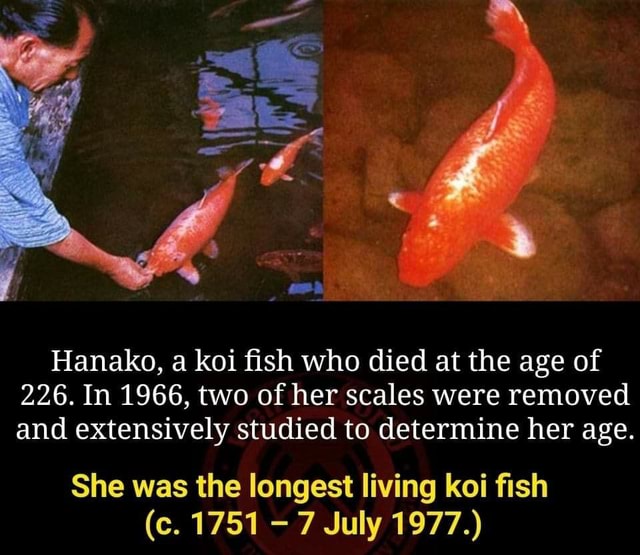Hanako, a koi fish who died at the age of 226. In 1966, two of her ...