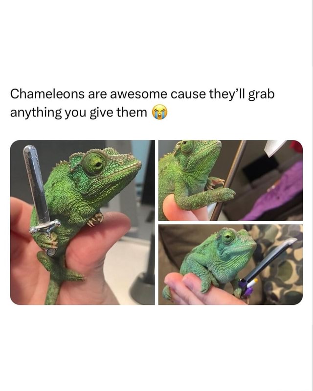 Hes a warrior memes explore funny wholesome - Chameleons are awesome ...