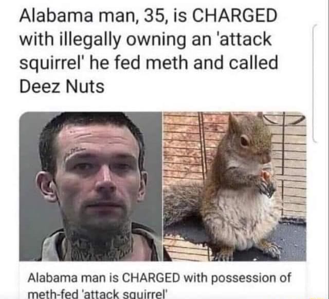 Alabama man, 35, is CHARGED with illegally owning an 'attack squirrel ...