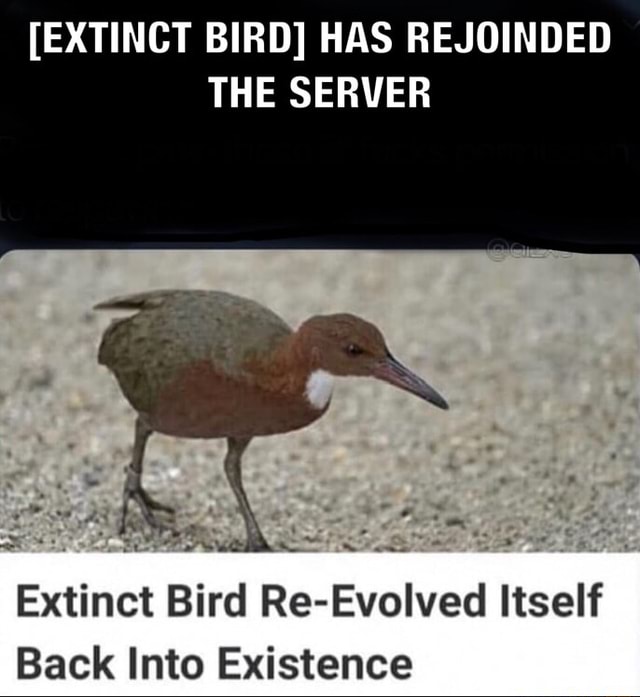 [EXTINCT BIRD] HAS REJOINDED THE SERVER Extinct Bird Re-Evolved Itself ...