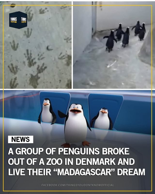 TNGS THIS NEWS A GROUP OF PENGUINS BROKE OUT OF A ZOO IN DENMARK AND ...