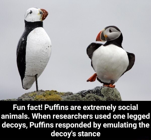 Fun fact! Pufﬁns are extremely social animals. When researchers used ...