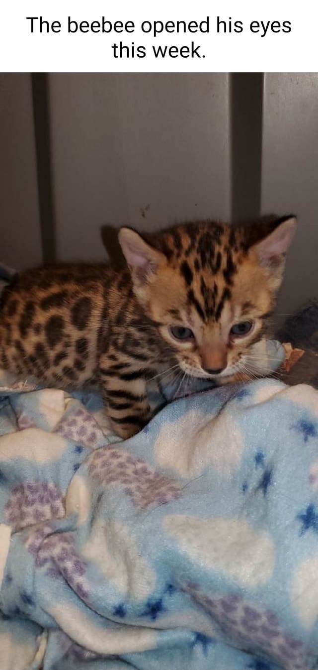 The beebee opened his eyes this week. - iFunny