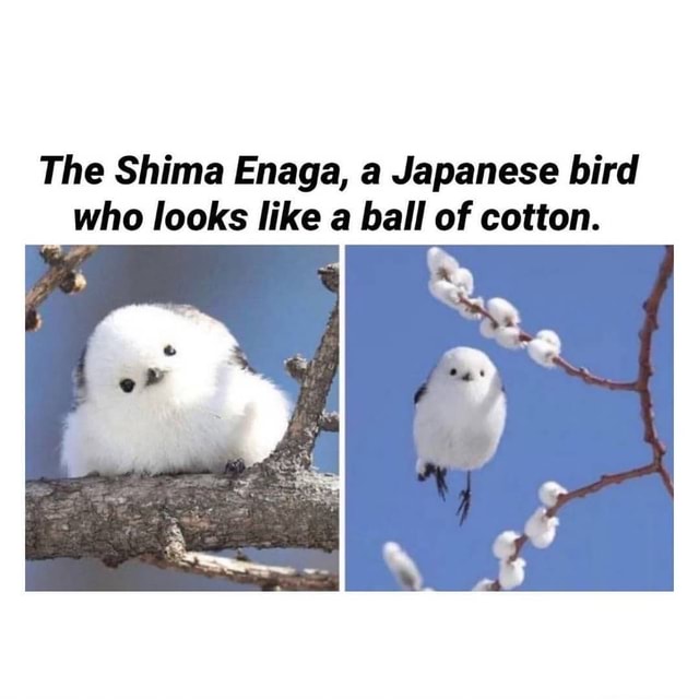 The Shima Enaga, a Japanese bird who looks like a ball of cotton ...