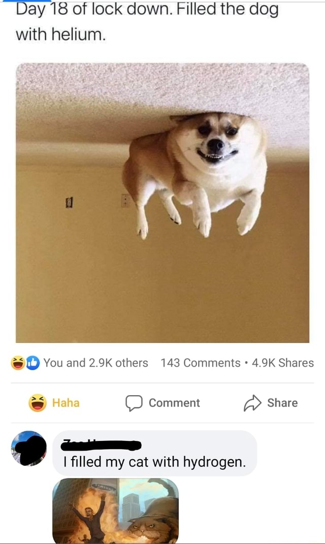 Day 18 of lock down. Filled the dog with helium. @DO You and 2.9K ...