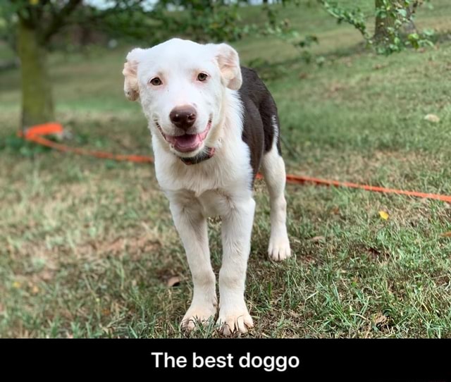 The best doggo - iFunny