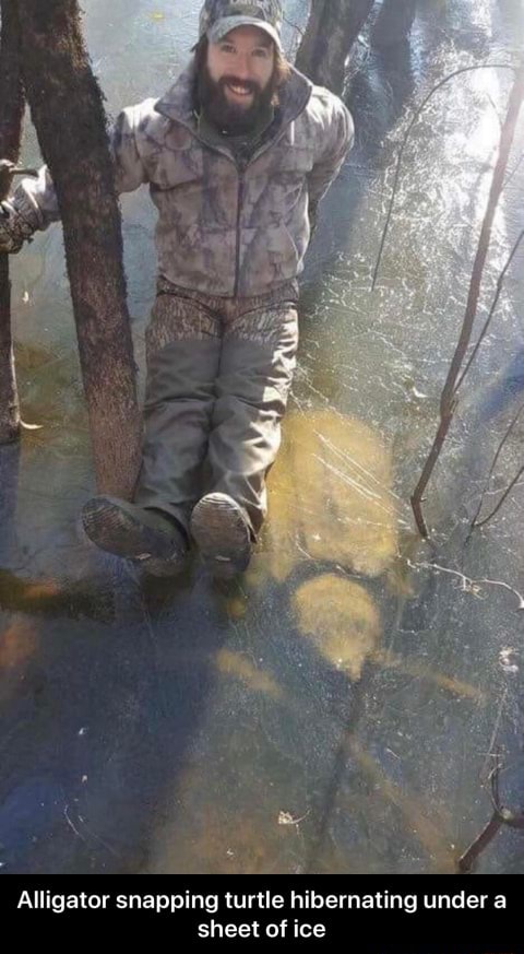 Alligator snapping turtle hibernating under a sheet of ice - Alligator ...