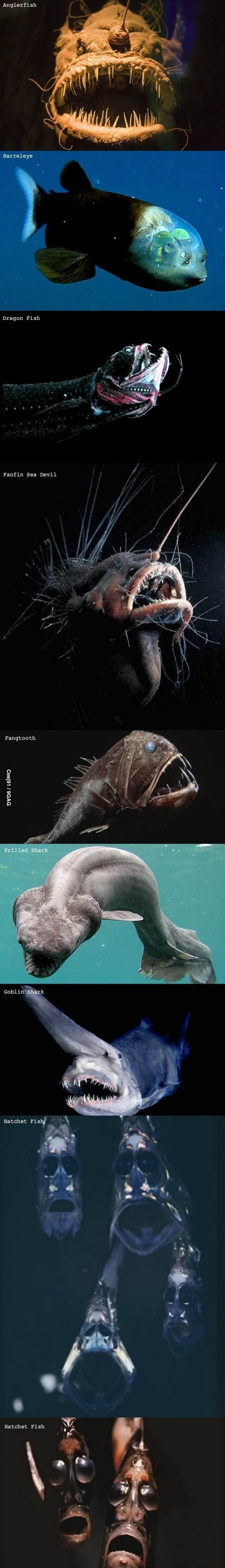 Anglerfish Dragon Fish Fanfin Sea Devil Fangtooth / DVv06 Hatchet Fish ...