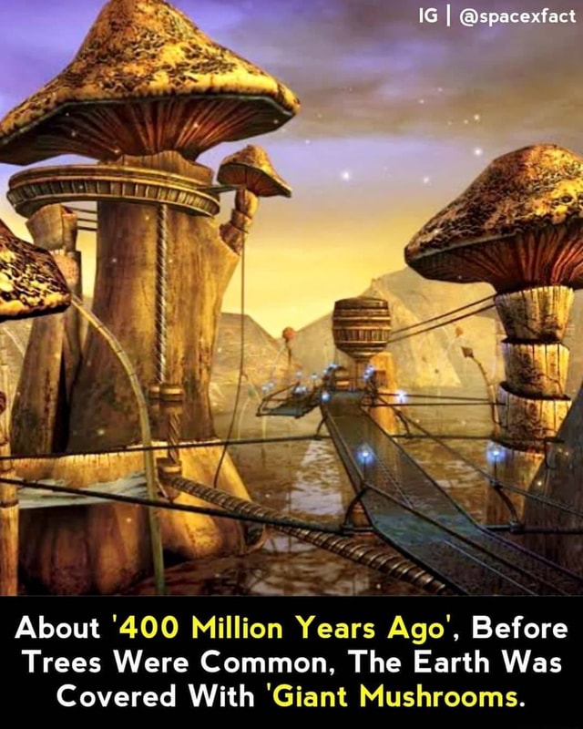 IG @spacexfact About '400 Million Years Ago', Before Trees Were Common ...