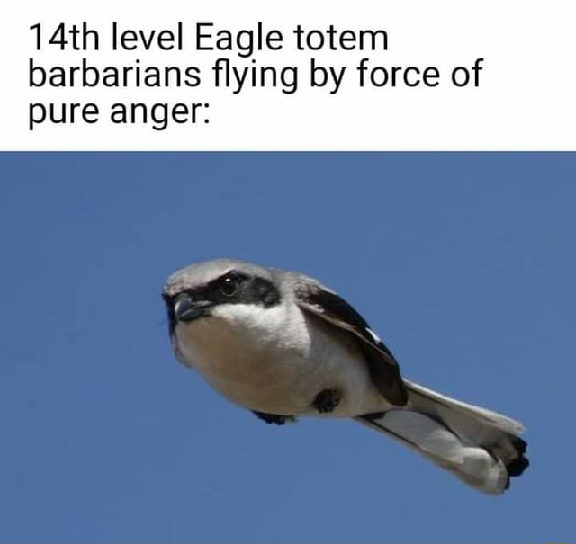 14th level Eagle totem barbarians ﬂying by force of pure anger: - iFunny
