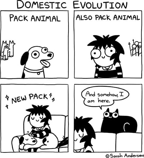 DOMESTIC EVOLUTION PACK ANIMAL I ALSO PACK ANIMAL And somehow am here ...