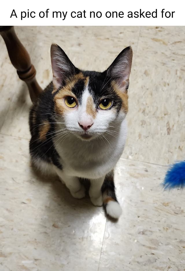 A pic of my cat no one asked for - iFunny