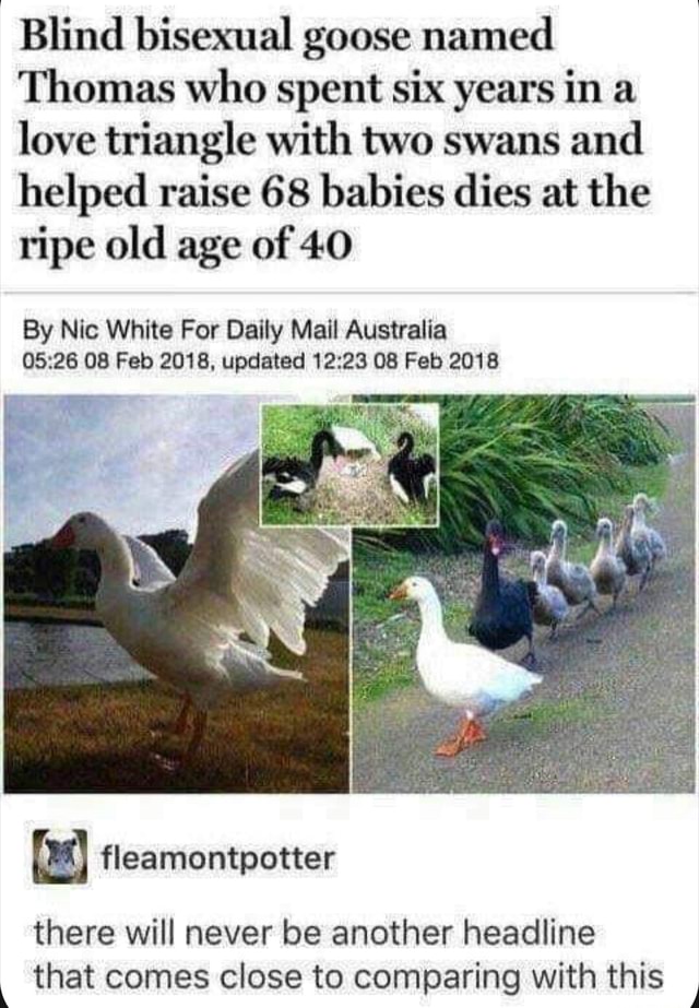 Blind bisexual goose named Thomas who spent six years in a love ...