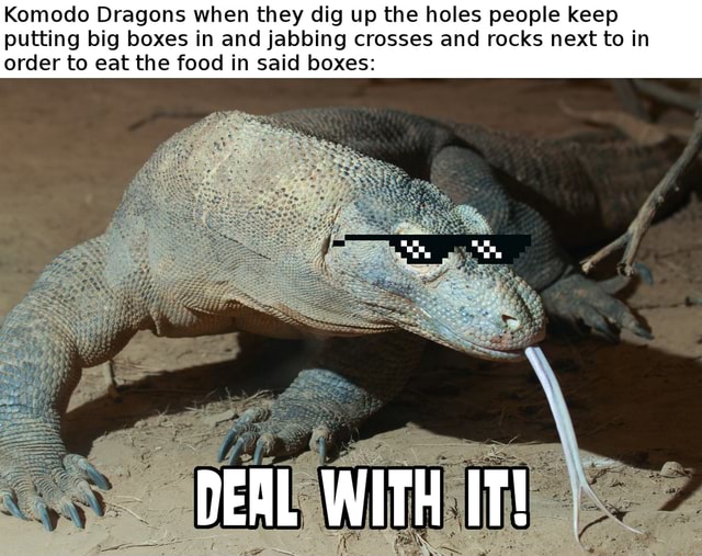 Komodo Dragons when they dig up the holes people keep putting big boxes ...