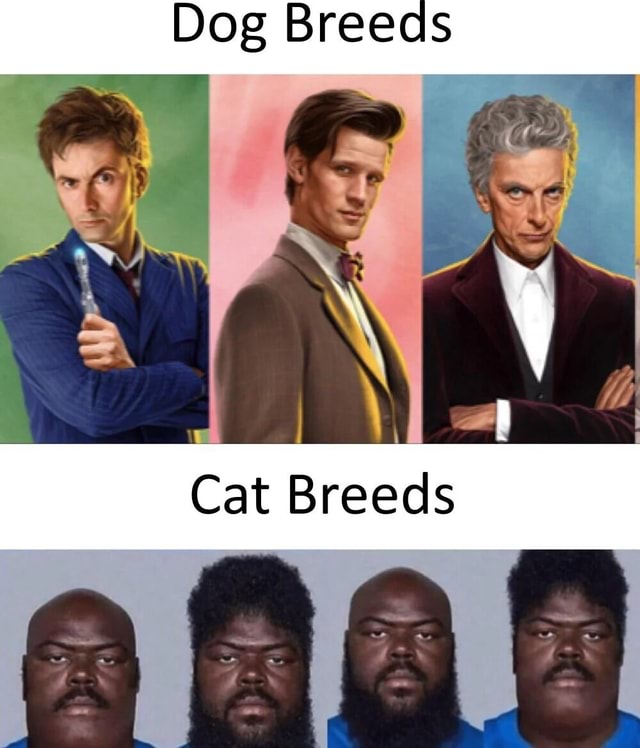 Dog Breeds Cat Breeds - iFunny