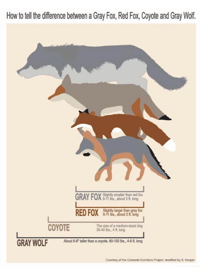How to tell the difference between a Gray Fox, Red Fox, Coyote and Gray ...