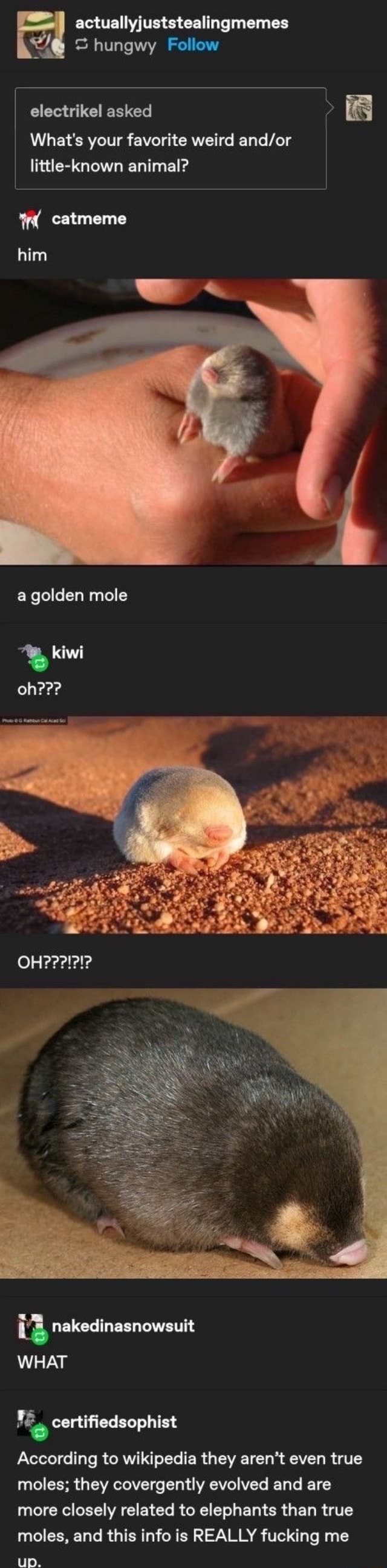 Actuallyjuststealingmemes hungwy Follow electrikel asked What's your ...