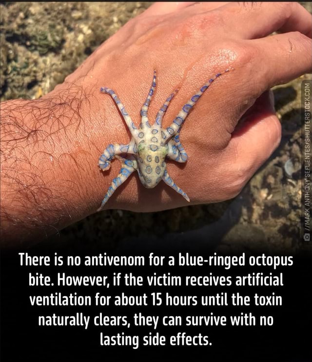 There is no antivenom for a blue-ringed octopus bite. However, if the ...