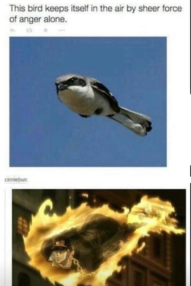 This bird keeps itself in the air by sheer force of anger alone. - iFunny