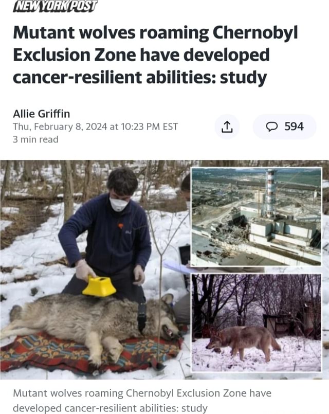 LU Mutant wolves roaming Chernobyl Exclusion Zone have developed cancer ...