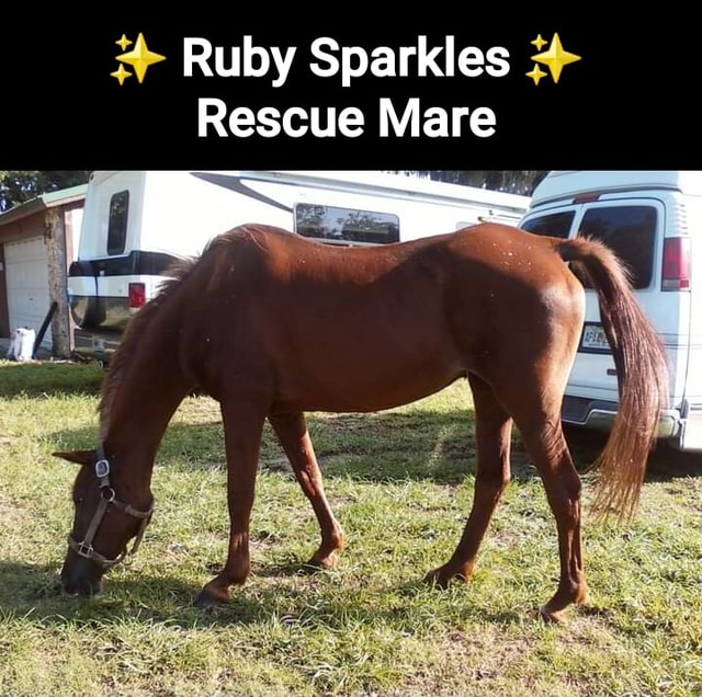 Ruby Sparkles Rescue Mare - America’s best pics and videos