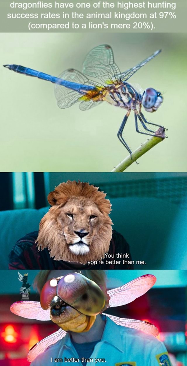 Dragonflies have one of the highest hunting success rates in the animal ...