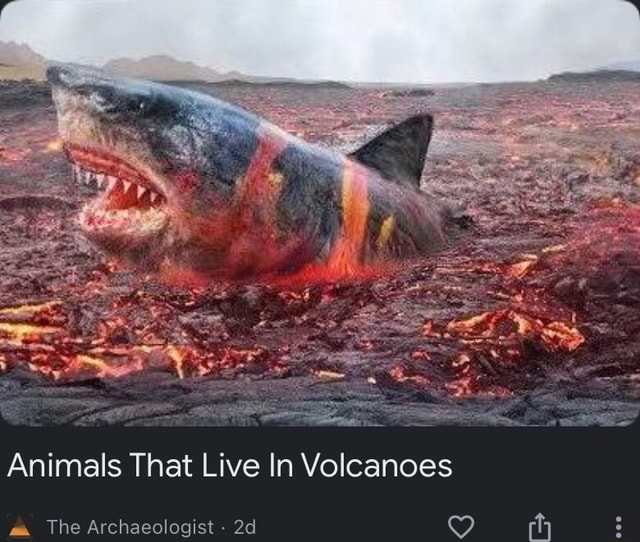 Animals That Live In Volcanoes The Archaeologist - iFunny