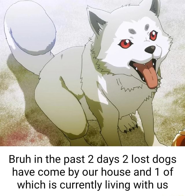 Bruh in the past 2 days 2 lost dogs have come by our house and 1 of ...