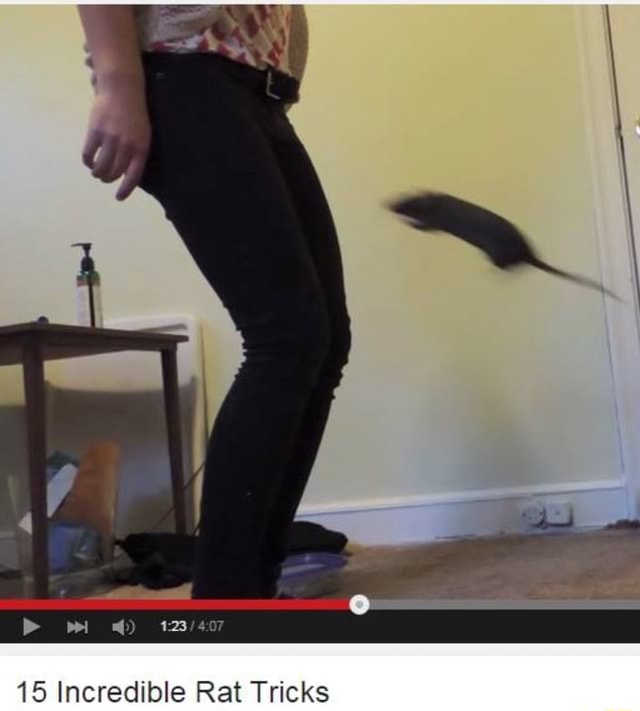 15 Incredible Rat Tricks - iFunny