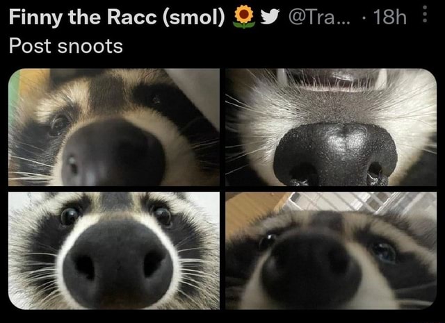 Finny the Racc (smol) @Tra... Post snoots - iFunny