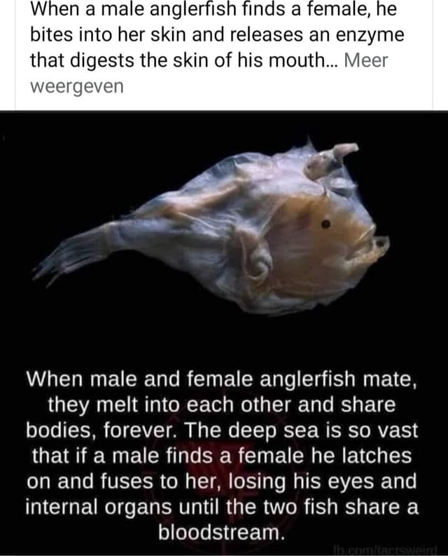 When a male anglerfish finds a female, he bites into her skin and ...
