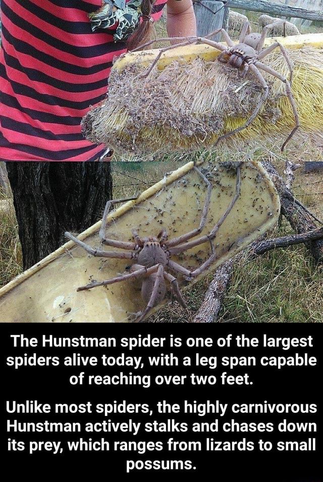 The Hunstman spider is one of the largest spiders alive today, with a ...