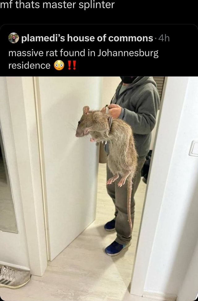 My tnats master splinter massive rat found in Johannesburg residence NS ...