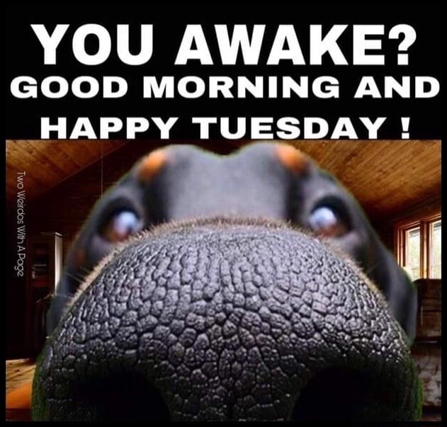 YOU AWAKE? GOOD MORNING AND HAPPY TUESDAY I! - iFunny