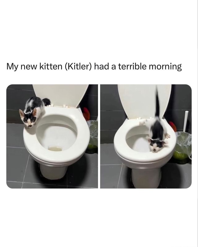 Kitler has fallen memes explore funny - My new kitten (Kitler) had a ...