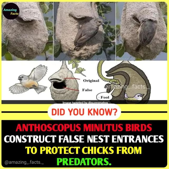 Amazing DID you YOU KNOW? ANTHOSCOPUS MINUTUS CONSTRUCT FALSE NEST ENTRANCES TO PROTECT CHICKS ...