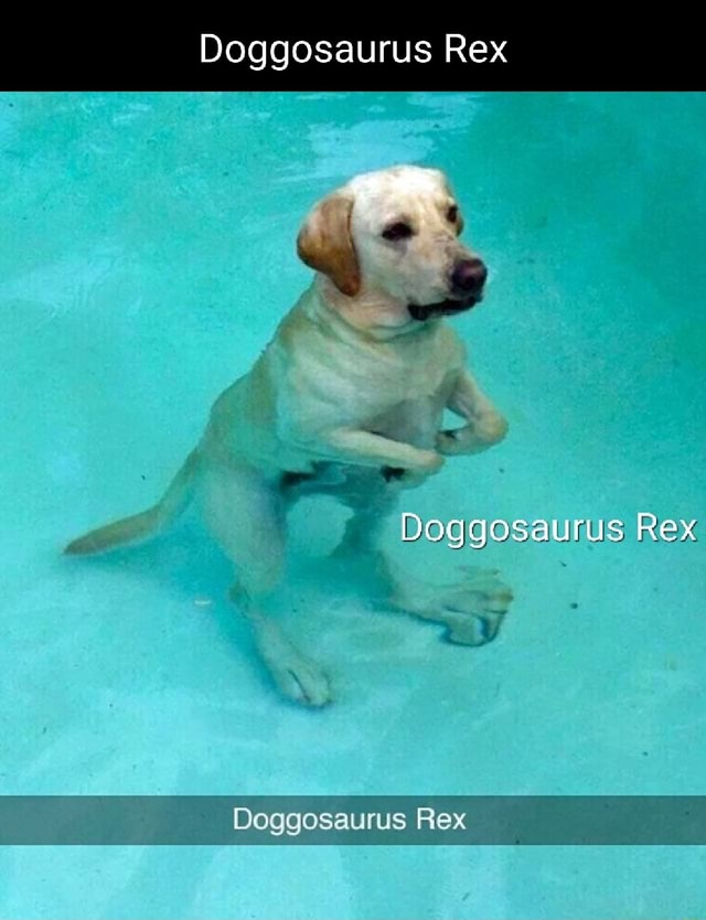 Doggosaurus Rex Doggesaurus Rex Doggosaurus Rex - iFunny