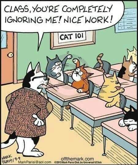 Cat owners will understand... - CLASS, YOURE CoMPLETELY IGNORING MET ...