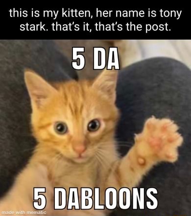 This is my kitten, her name is tony __Stark, stark. thet's that's it ...