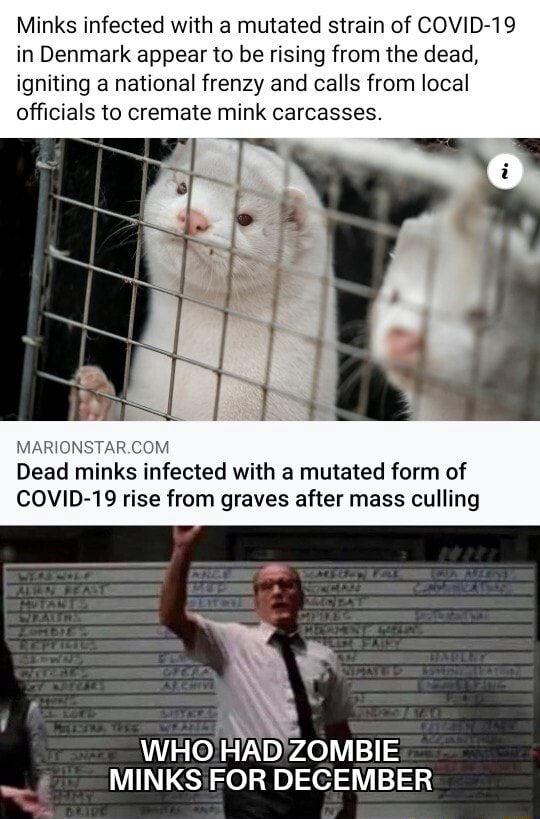 Minks infected with a mutated strain of COVID-19 in Denmark appear to ...