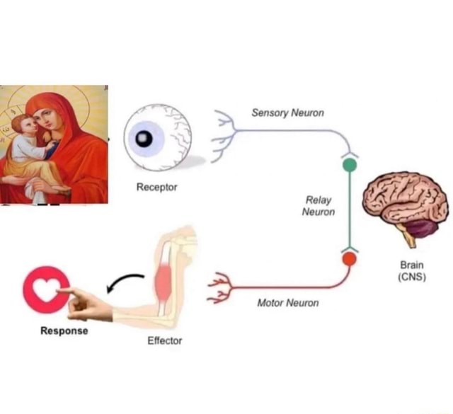 Sensory Neuron Regeplor Relay Neuron Brain (CNS) Motor Neuron Response ...