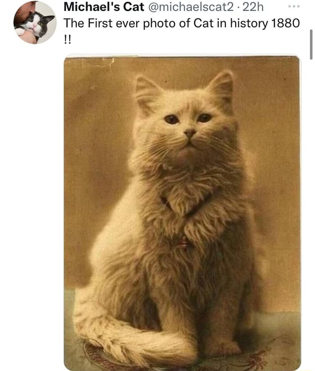 Michael's Cat @michaelscat2 The First ever photo of Cat in history 1880 ...