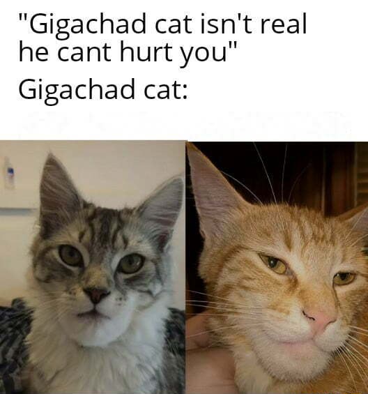 "Gigachad cat isn't real he cant hurt you" Gigachad cat: DD, - iFunny