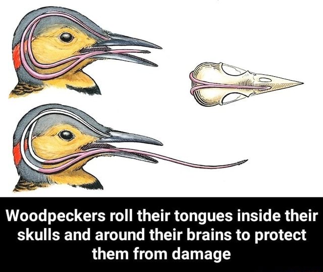 Woodpeckers roll their tongues inside their skulls and around their ...