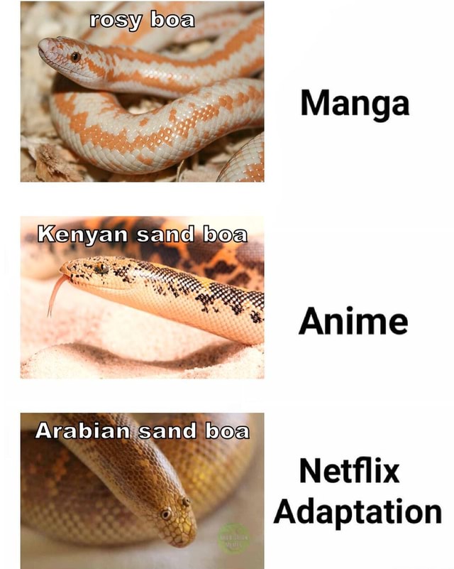 🐍 Meme by @beingevolved - rosy boa Manga Kenyan sand boa Arabian sand ...