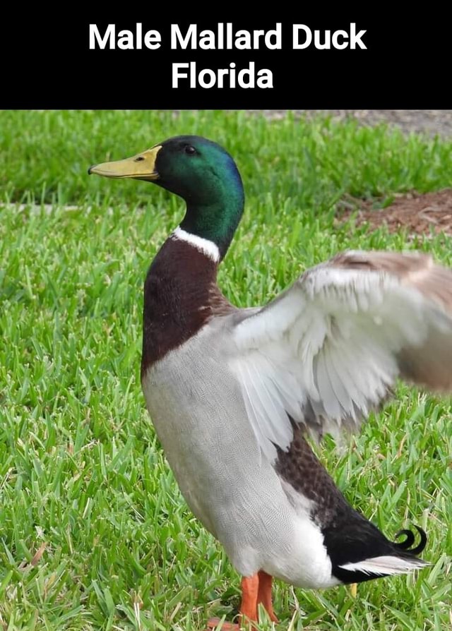 Male Mallard Duck Florida - America’s best pics and videos