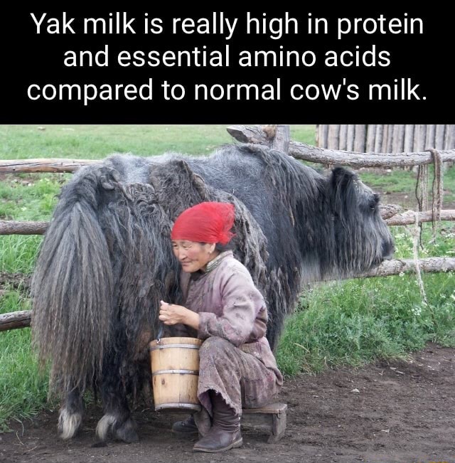 Yak milk is really high in protein and essential amino acids compared ...
