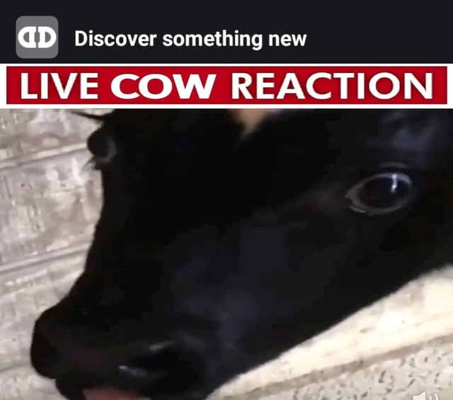 AD Discover something new LIVE COW REACTION - iFunny