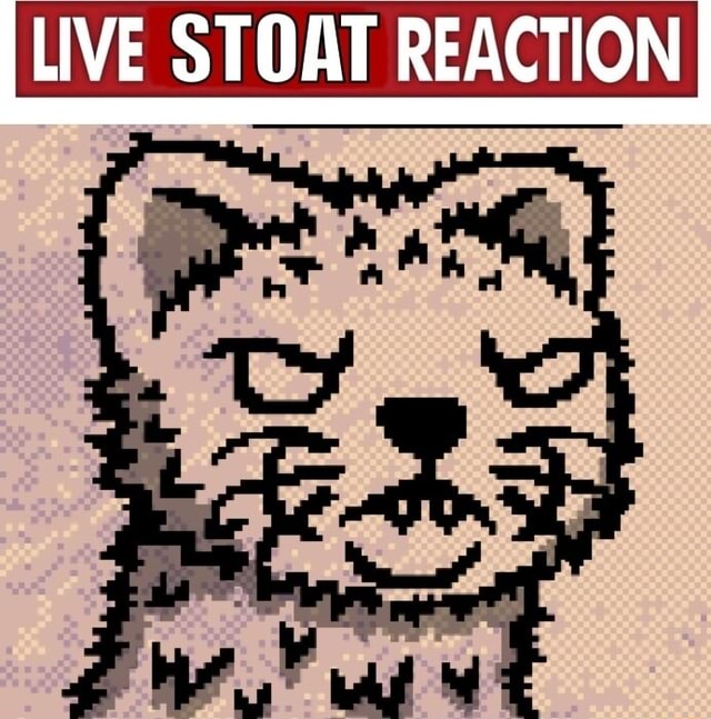 LIVE STOAT REACTION - iFunny