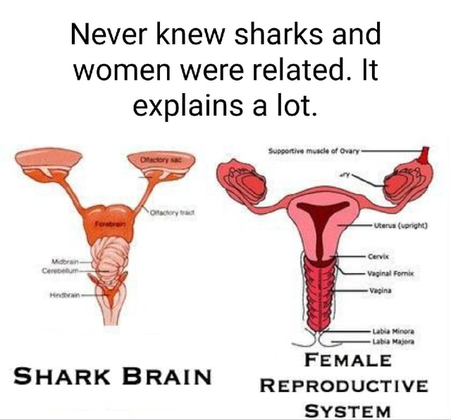 Never knew sharks and women were related. It explains a lot. Supportive muscle of Ovary FEMALE ...